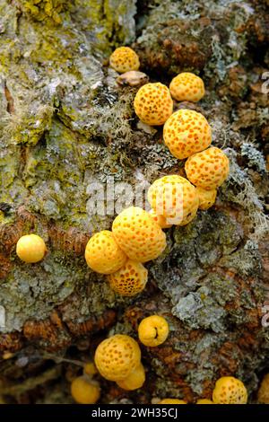 Darwin's fungus Cyttaria darwinii growing on the host Nothofagus tree ...