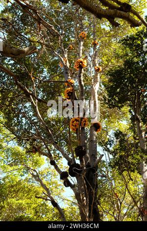 Darwin's fungus Cyttaria darwinii growing on the host Nothofagus tree ...