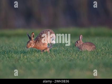 Can you tell the difference between a Hare and a Rabbit ? Here is a ...