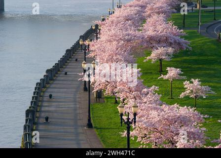 Waterfront walkway with decorative cherry trees from Steele Bridge, Tom ...