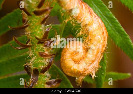 Fiddleneck fern, Silver Falls State Park, Oregon Stock Photo - Alamy