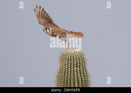 American Kestrel takes off from a Saguaro Stock Photo - Alamy
