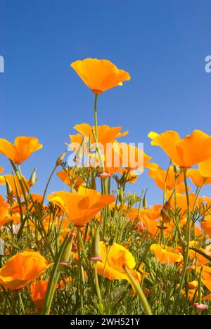 Poppy, Marion County, Oregon Stock Photo - Alamy