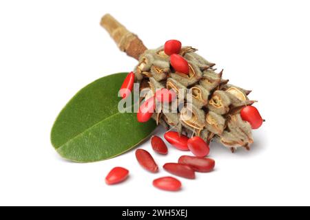 Magnolia Grandifora tree. Fruits cone, green leaves and red seeds on ...
