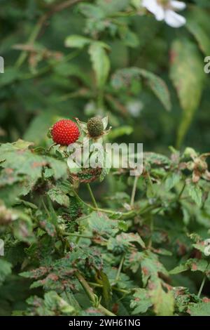 Rubus rosifolius (roseleaf bramble, Mauritius raspberry, thimbleberry ...