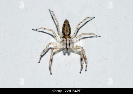 Bronze Aussie Jumper, Helpis minitabunda, introduced into New Zealand ...