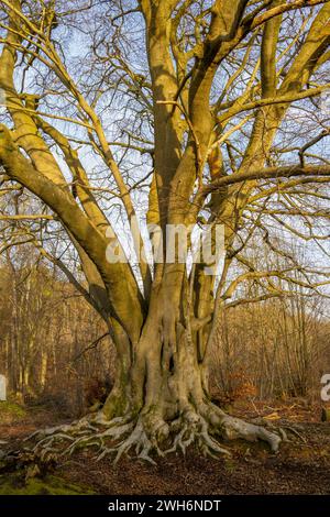 GREAT BRITAIN / England /Kent /Mereworth /Evelyn George William ...