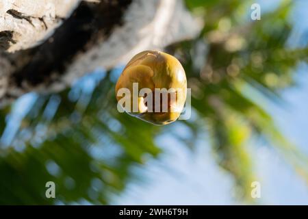 Small coconuts fall from the coconut tree Stock Photo - Alamy