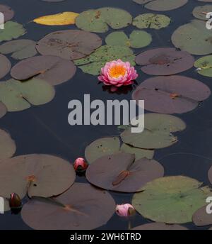 Nymphaea 'Perry's Pink' Stock Photo - Alamy