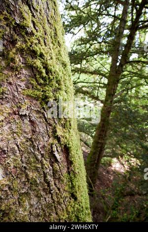 moss growing on the North Side of a tree Stock Photo - Alamy