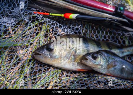 Catching fish. Several fish of Common perch or European perch known as ...