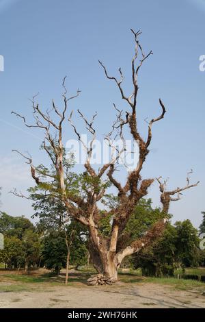 Tree, Acharya Jagadish Chandra Bose, Botanic Garden, West Bengal, India ...