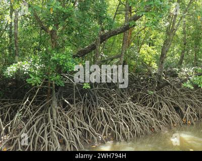 Beautiful view of mangrove trees growing in water Stock Photo - Alamy