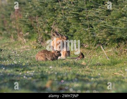 Can you tell the difference between a Hare and a Rabbit ? Here is a ...