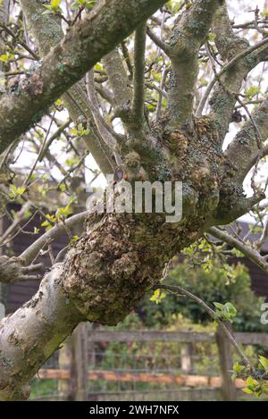 Unsightly swollen trunk of an old apple tree from a condition called ...