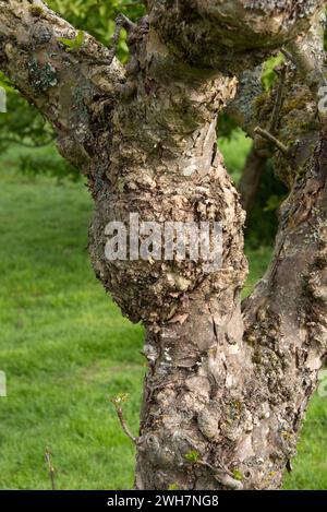 Unsightly swollen trunk of an old apple tree from a condition called ...
