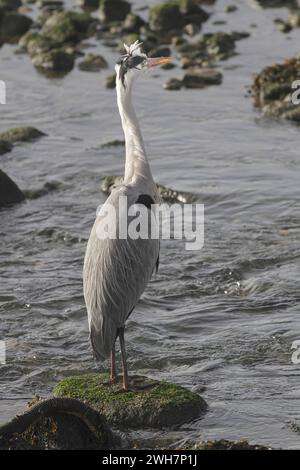 Douro river great heron during fishing Stock Photo - Alamy
