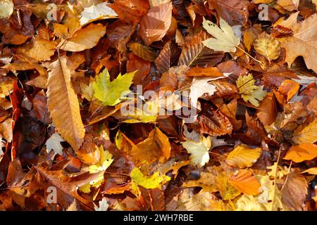Forest in De Bilt, Netherlands. Woods, autumn scenery Stock Photo - Alamy
