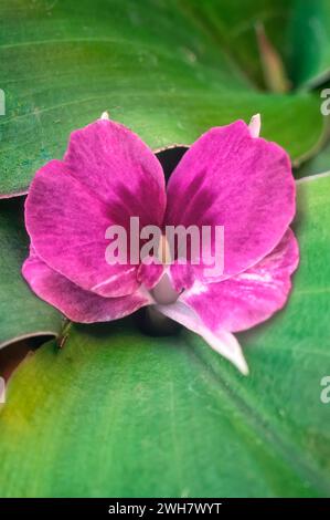 Kaempferia galanga of tropical flower blooming in the Thailand forest ...