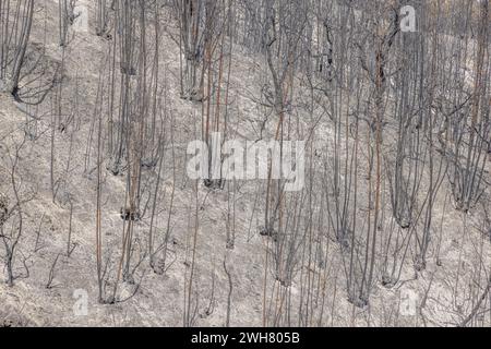View of burnt pine forest during autumn Stock Photo - Alamy
