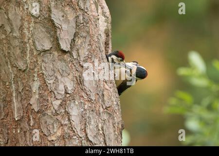 Buntspechte Brutgeschäft Buntspecht Buntspechte an Höhle *** Great ...