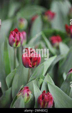 Dark red Double Late tulips (Tulipa) Canyon bloom in a garden in April ...