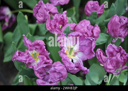 Pink Parrot tulips (Tulipa) Cathay bloom in a garden in April Stock ...