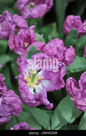 Pink Parrot tulips (Tulipa) Cathay bloom in a garden in April Stock ...
