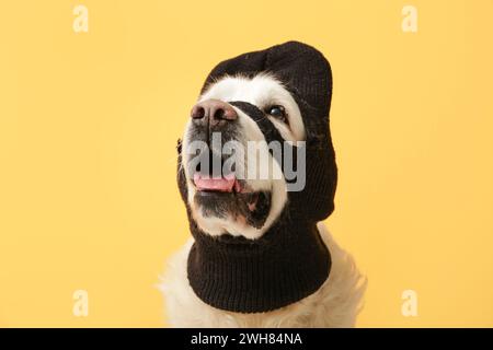 Adorable labrador dog in balaclava on yellow background Stock Photo - Alamy