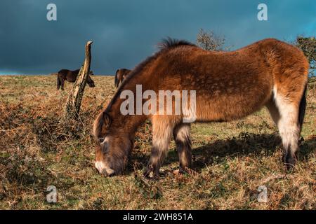 Shetland Pony's grazing on the Quantocks - Somerset, England Stock ...