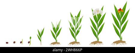 Life cycle of hedychium coronarium ginger plant plant on a white ...