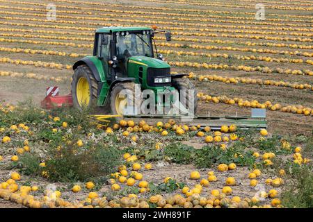 Reife Ölkürbisse, Kürbisfeld // Ripe oil pumpkins, pumpkin field ...
