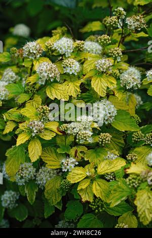 Flowering ninebark shrub close up. Physokarpus capitatus, commonly ...