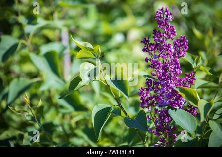 Blooming bright lilac buds close-up shot. Beautiful spring flora ...