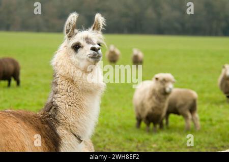 Llama guarding sheep, Linn County, Oregon Stock Photo - Alamy