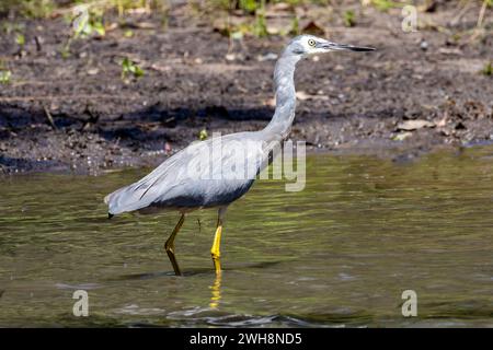 Australian White-faced Heron searching for food Stock Photo - Alamy