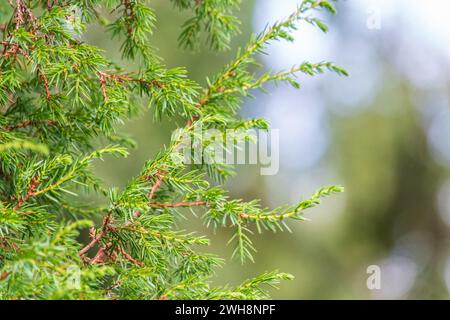 Bright green juniper branches illuminated by the sun. Juniper bush in ...