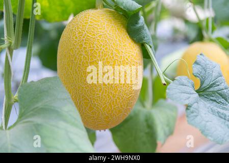 Fresh golden melon in farm Stock Photo - Alamy