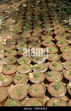 clay pots with plants in a row at Sundar nursury, Delhi, India Stock ...