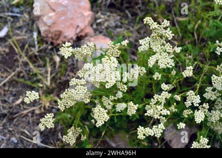 Achillea odorata is a perennial herb endemic to western Mediterranean ...