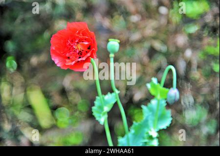 Red Poppy Flower, Pemayangtsi Buddhist Monastery, Pemayangtse, Pelling ...