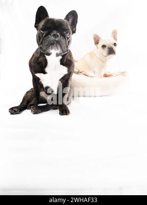 two adorable french bulldog dogs licking nose and looking away, wearing ...