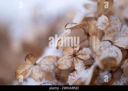 Snow-covered brown hydrangeas in winter Stock Photo - Alamy