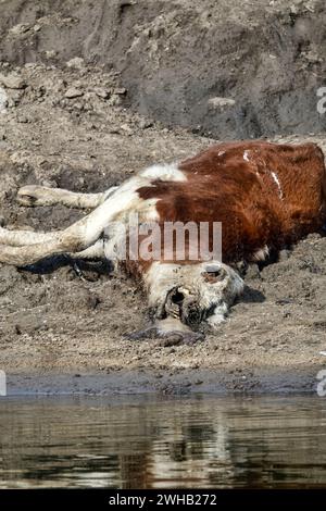 Livestock deaths, loss of cattle. A young bull or cow died on the ...