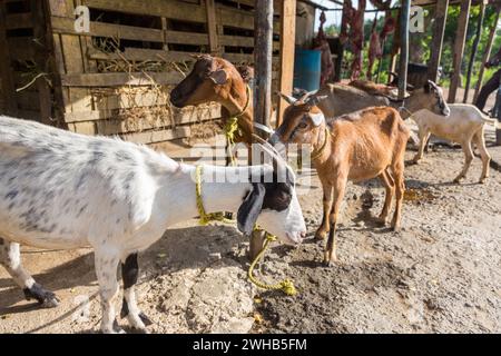 Goats awaiting being butchered and strung up for sale on a roadside in ...