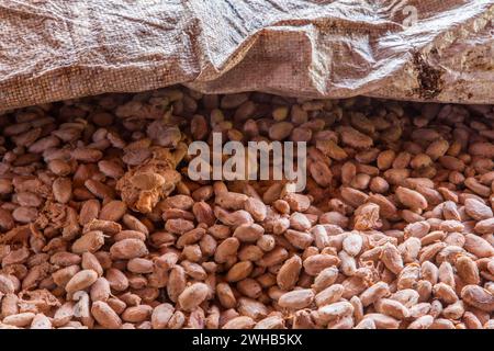 Cacao beans undergoing fermentation on a cacao plantation. Fermentation ...