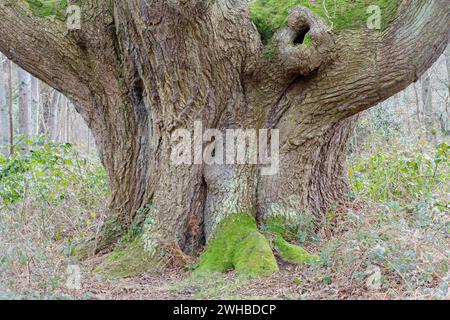 Ancient tree Ashtead Common Stock Photo - Alamy