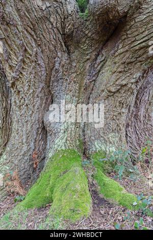 Ancient tree Ashtead Common Stock Photo - Alamy