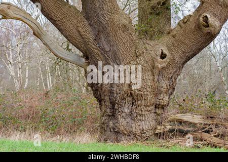 Ancient tree Ashtead Common Stock Photo - Alamy