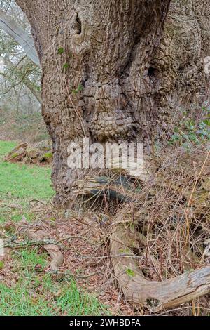 Ancient tree Ashtead Common Stock Photo - Alamy